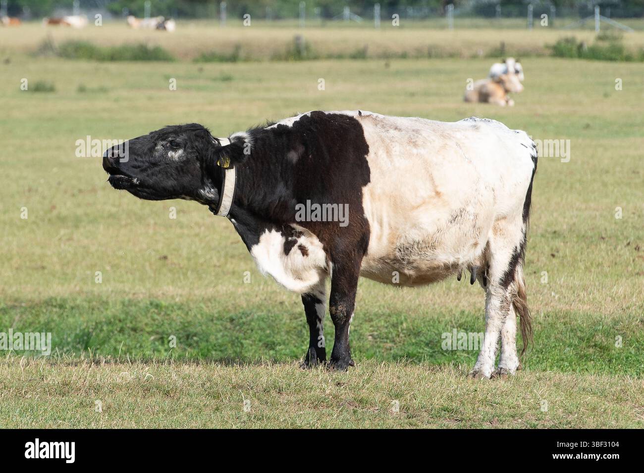 Dorney, Buckinghamshire, UK. 30th May, 2025. Cattle on Dorney Common in ...