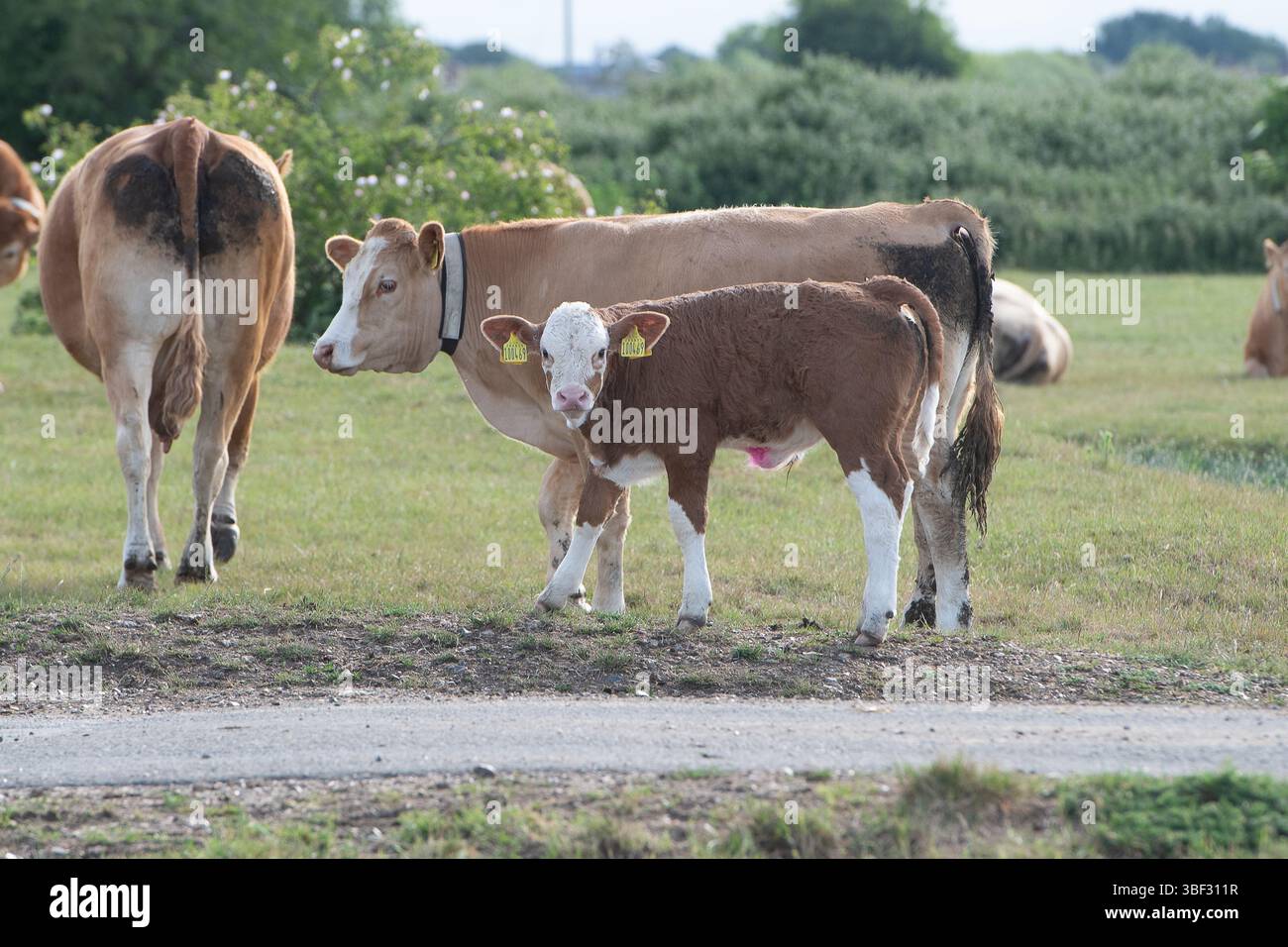 Dorney, Buckinghamshire, UK. 30th May, 2025. Cattle on Dorney Common in ...