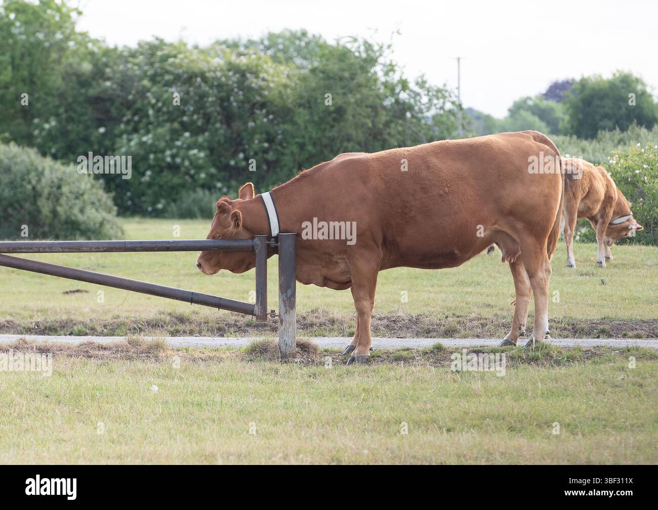 Dorney, Buckinghamshire, UK. 30th May, 2025. Cattle on Dorney Common in ...