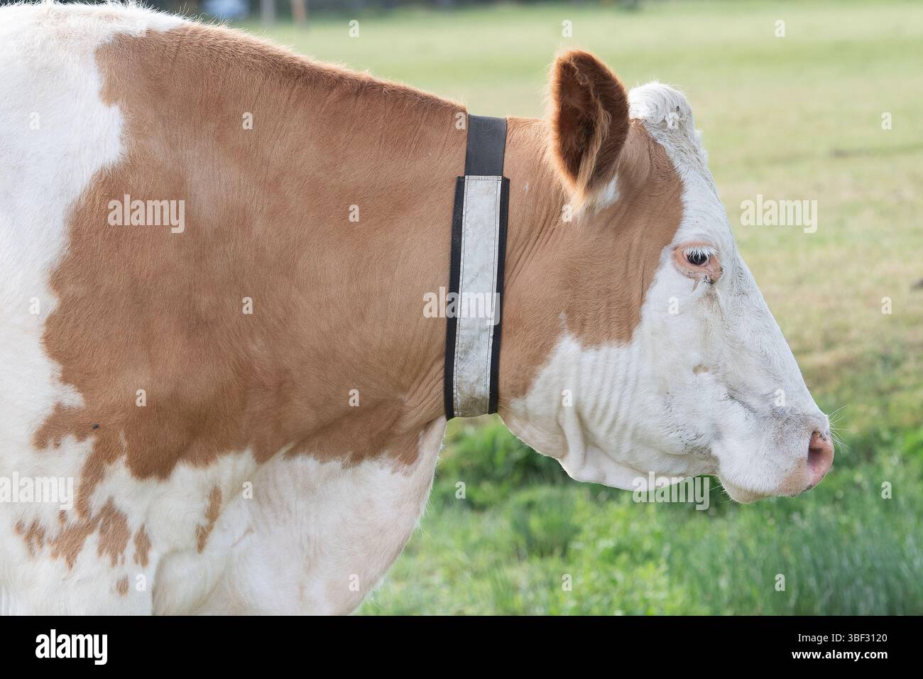 Dorney, Buckinghamshire, UK. 30th May, 2025. Cattle on Dorney Common in ...