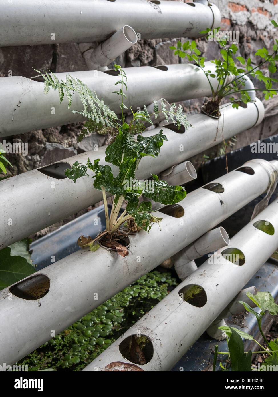 Hydroponic seedling baskets prepared for planting in a controlled ...