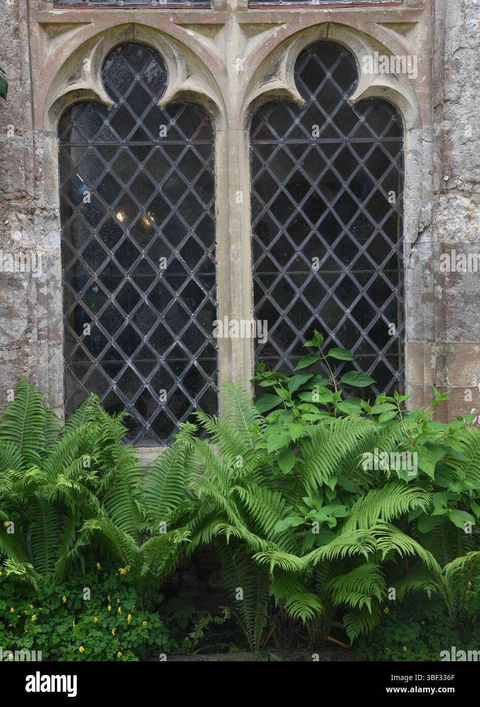Ferns under castle window hi-res stock photography and images - Alamy
