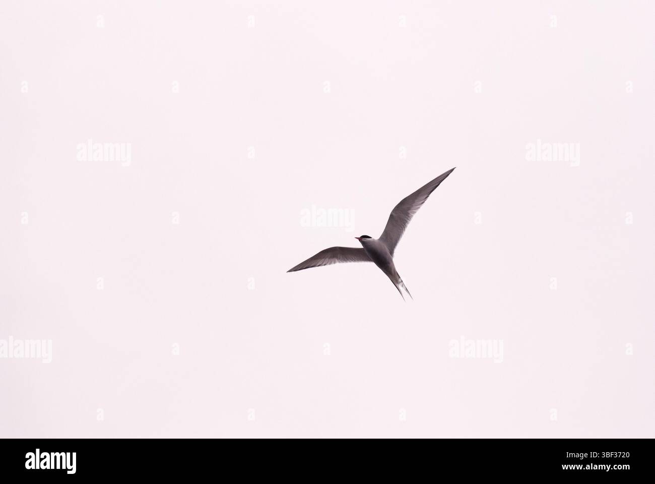 An Arctic Tern (Kría) flies across the Icelandic sky, showing its speed ...