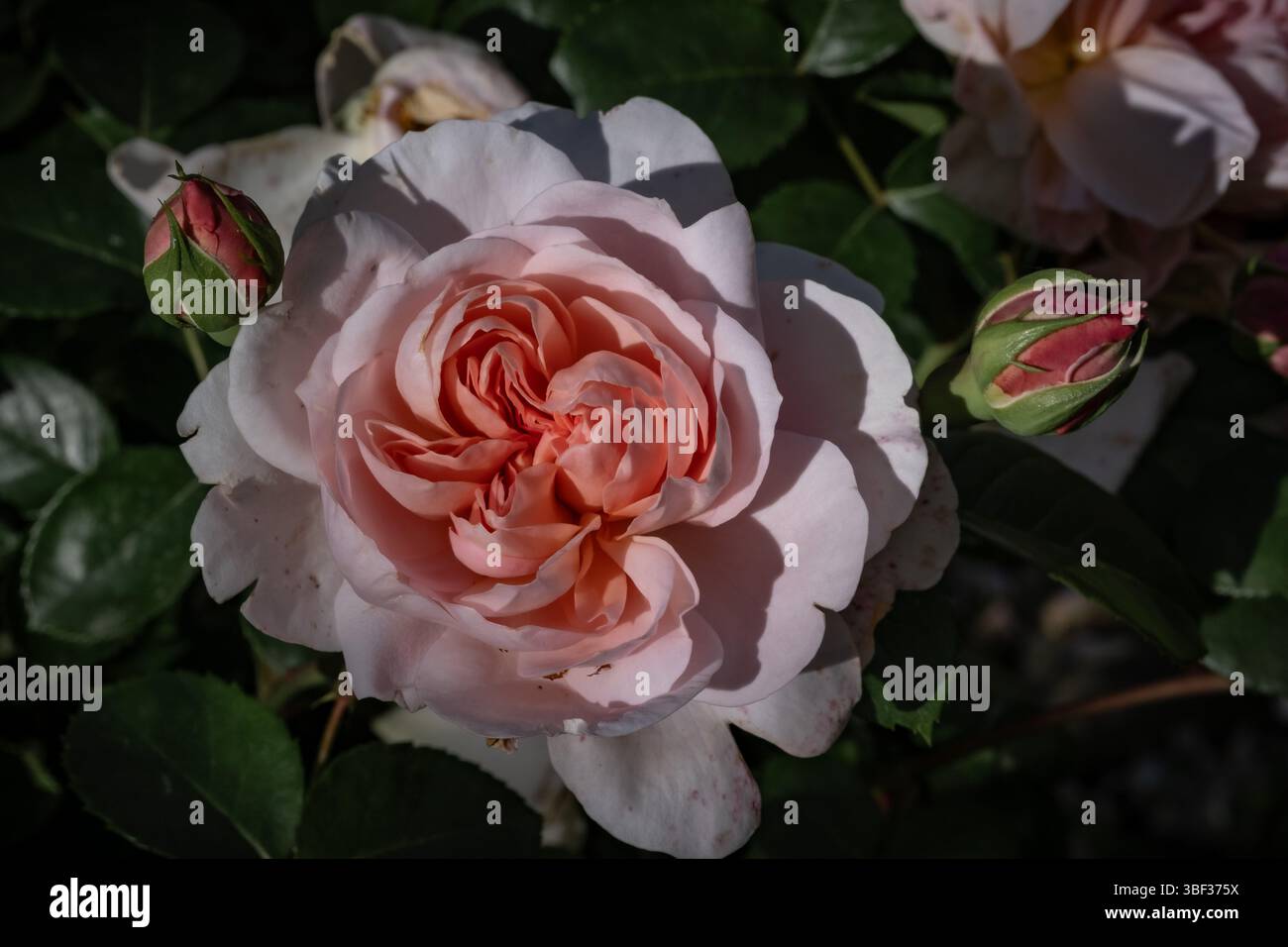 Blossoming pink flowers roses hi-res stock photography and images - Alamy