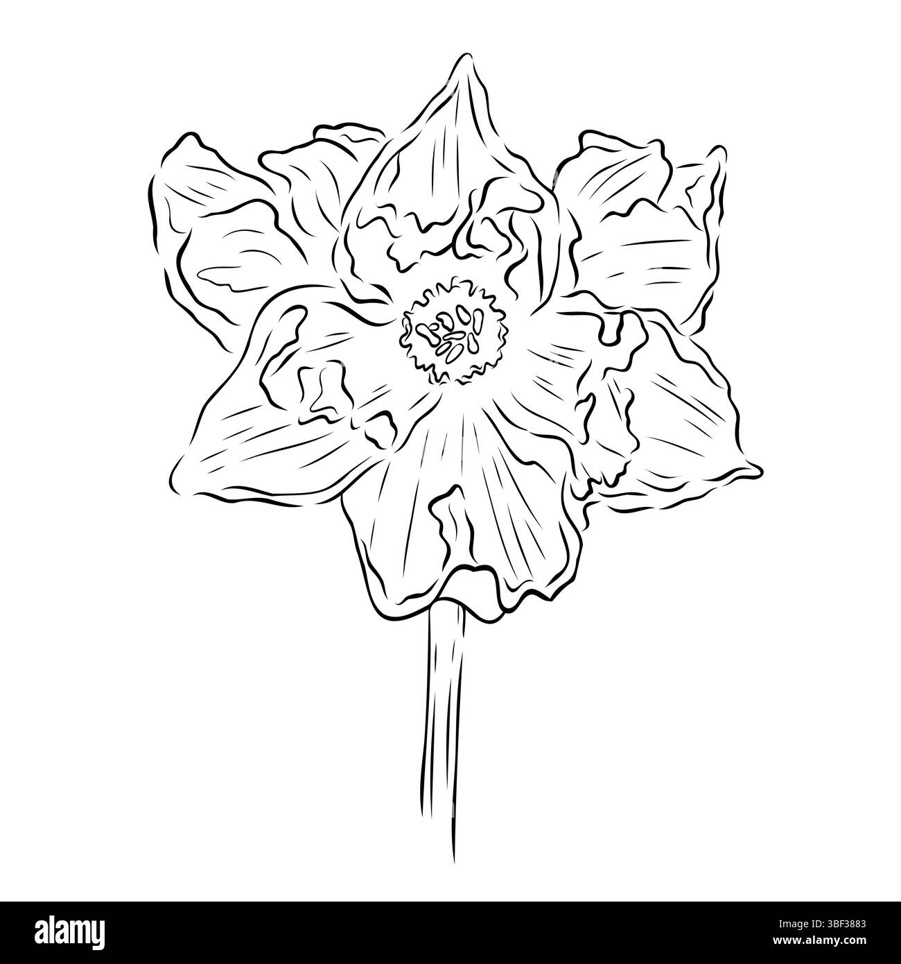 Wonderful daffodil flower. Vector graphic illustration, object from a ...