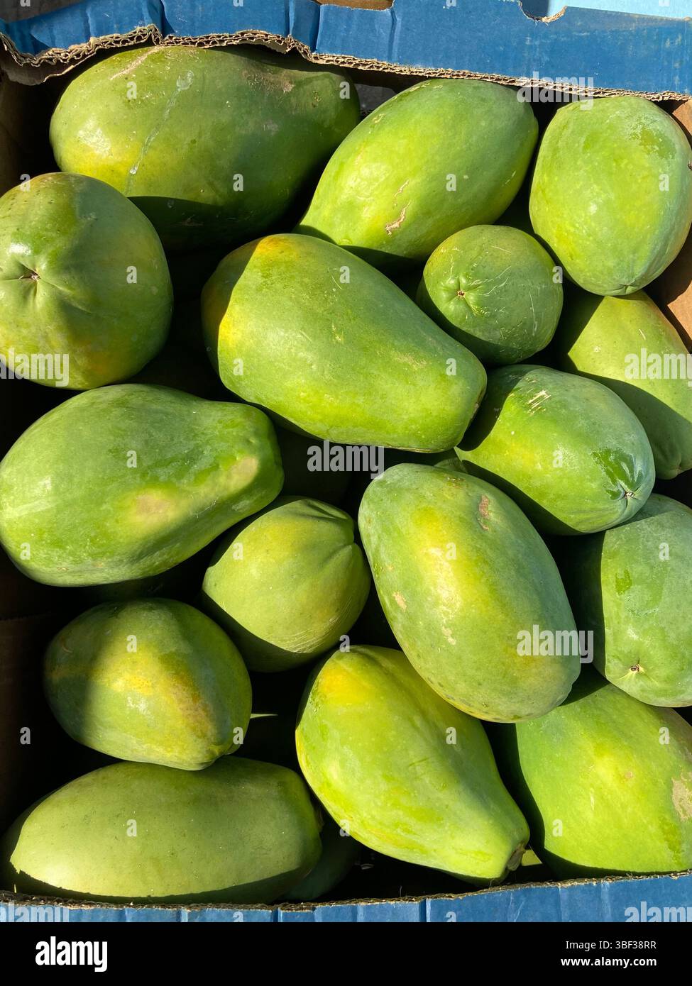 Fresh green papayas stacked at a market stall in Santarém, Brazil ...