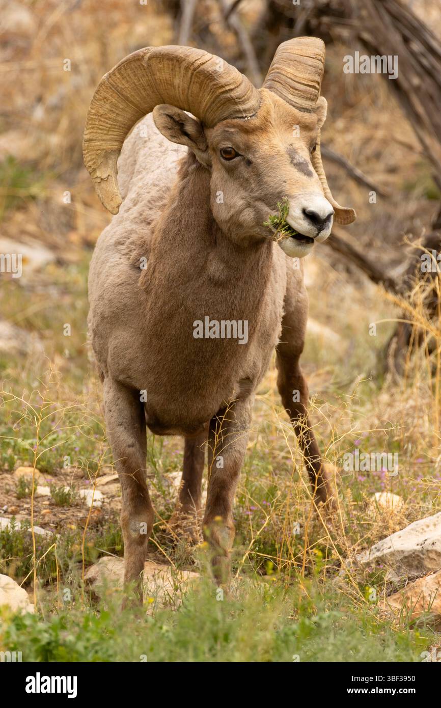 Bighorn sheep (Ovis canadensis) from Hog Canyon Trail, Dinosaur ...