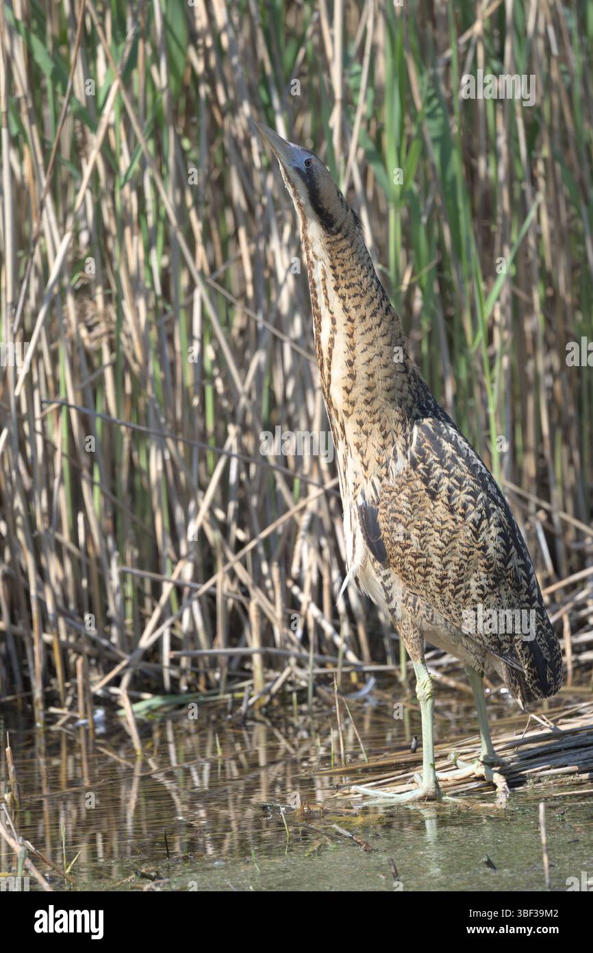 Bittern side view hi-res stock photography and images - Alamy