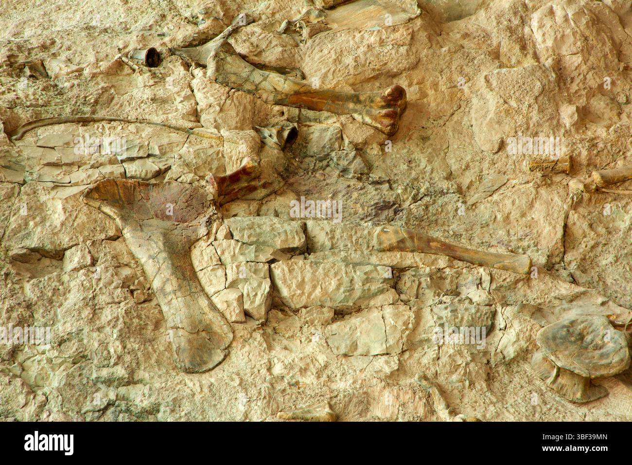 Quarry Exhibit Hall dinosaur bones, Dinosaur National Monument, Utah ...
