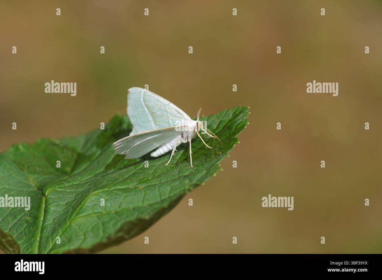 Closeup geometer moth Light emerald (Campaea margaritata). Half folded ...