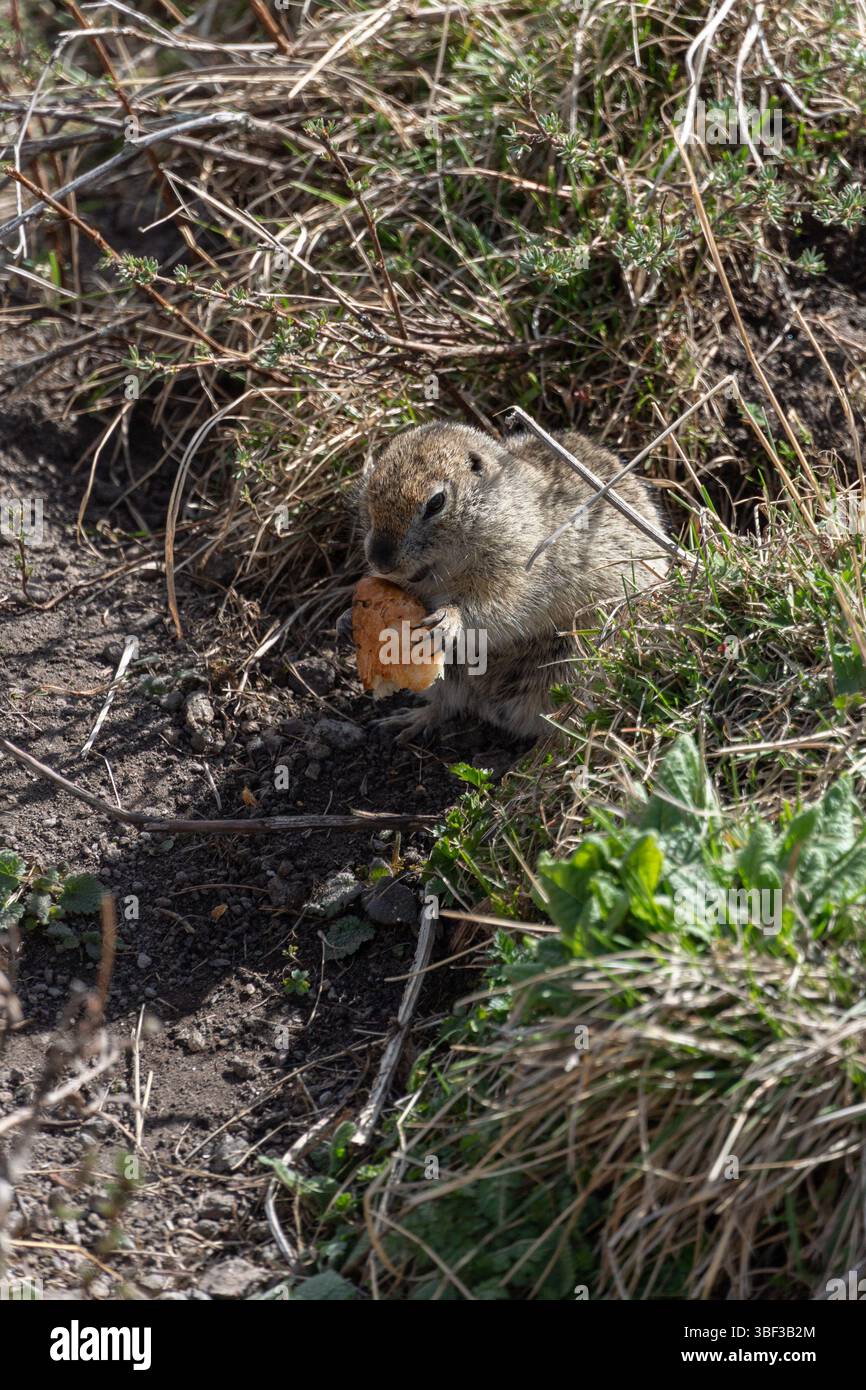 Ground squirrel holding and nibbling a piece of bread in its tiny paws ...