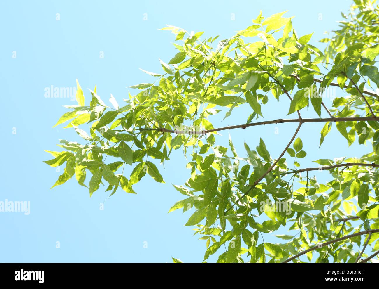 Tree branches with green leaves under blue sky, bottom view Stock Photo ...