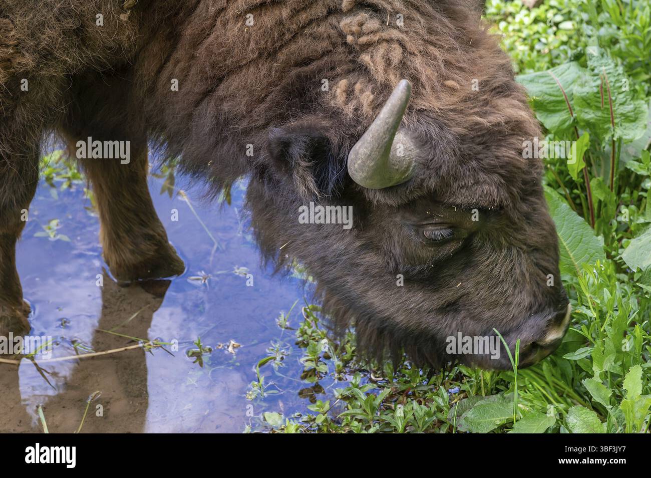Bison (Bison) in a stream, wildlife park, Bavaria, Germany, Europe ...