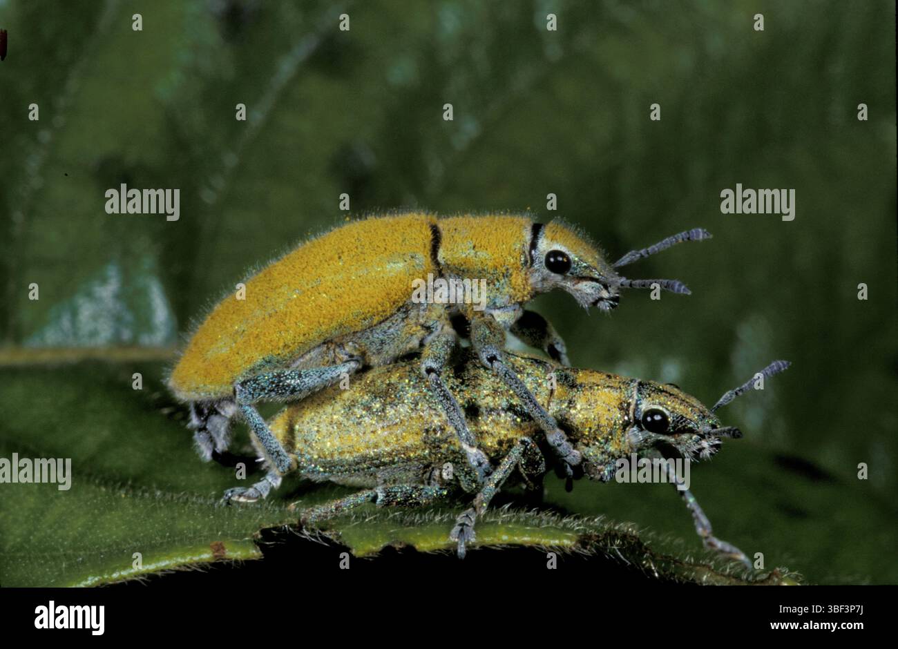 Beetle mating (Coleoptera Stock Photo - Alamy