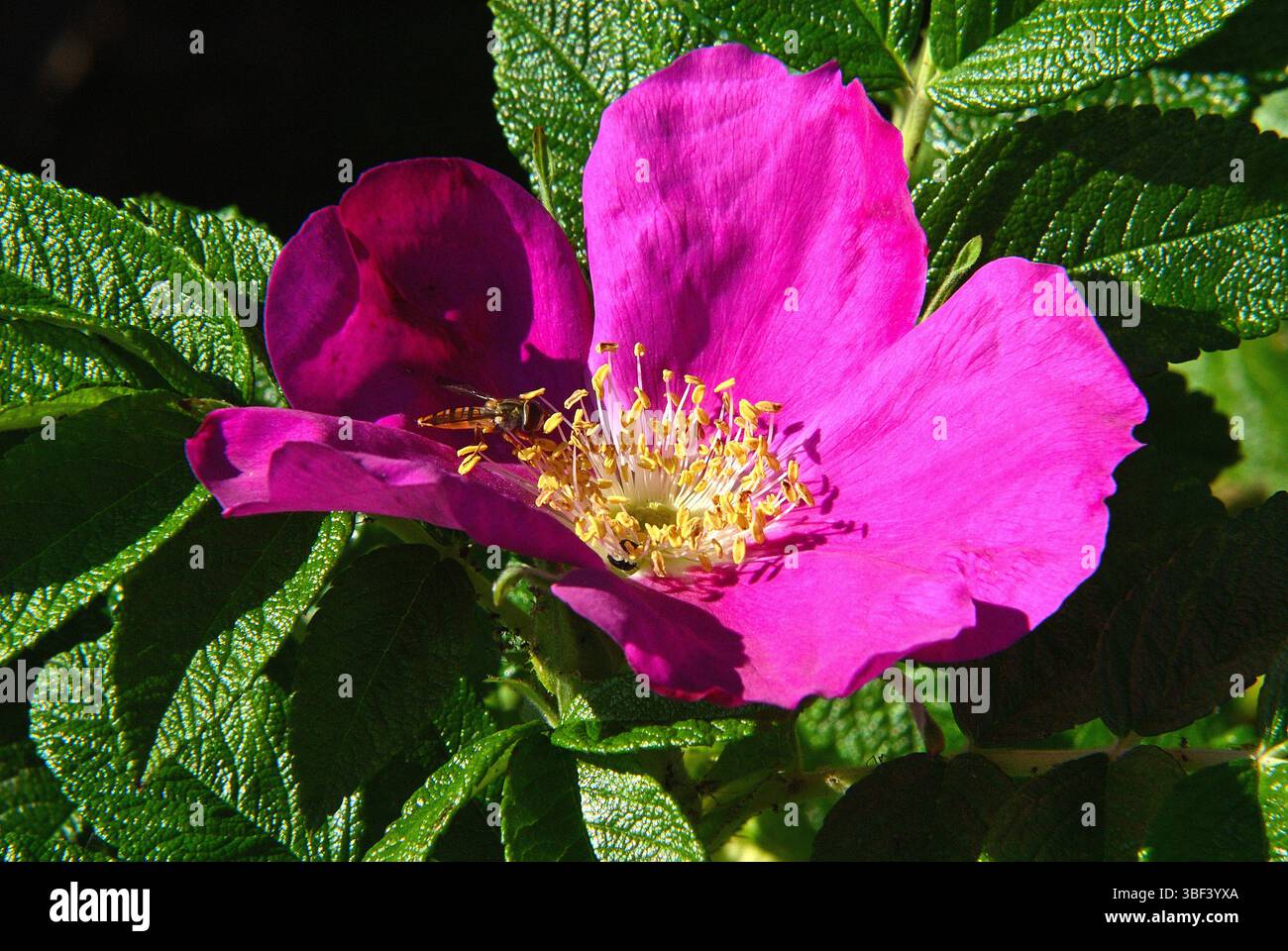 Rugosa rose hi-res stock photography and images - Alamy