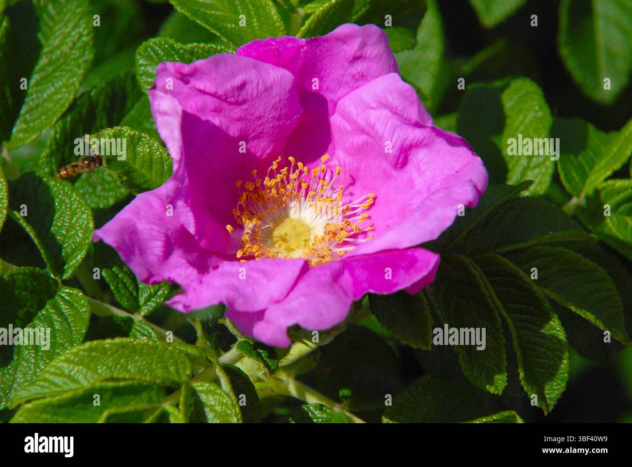Rugosa rose hi-res stock photography and images - Alamy