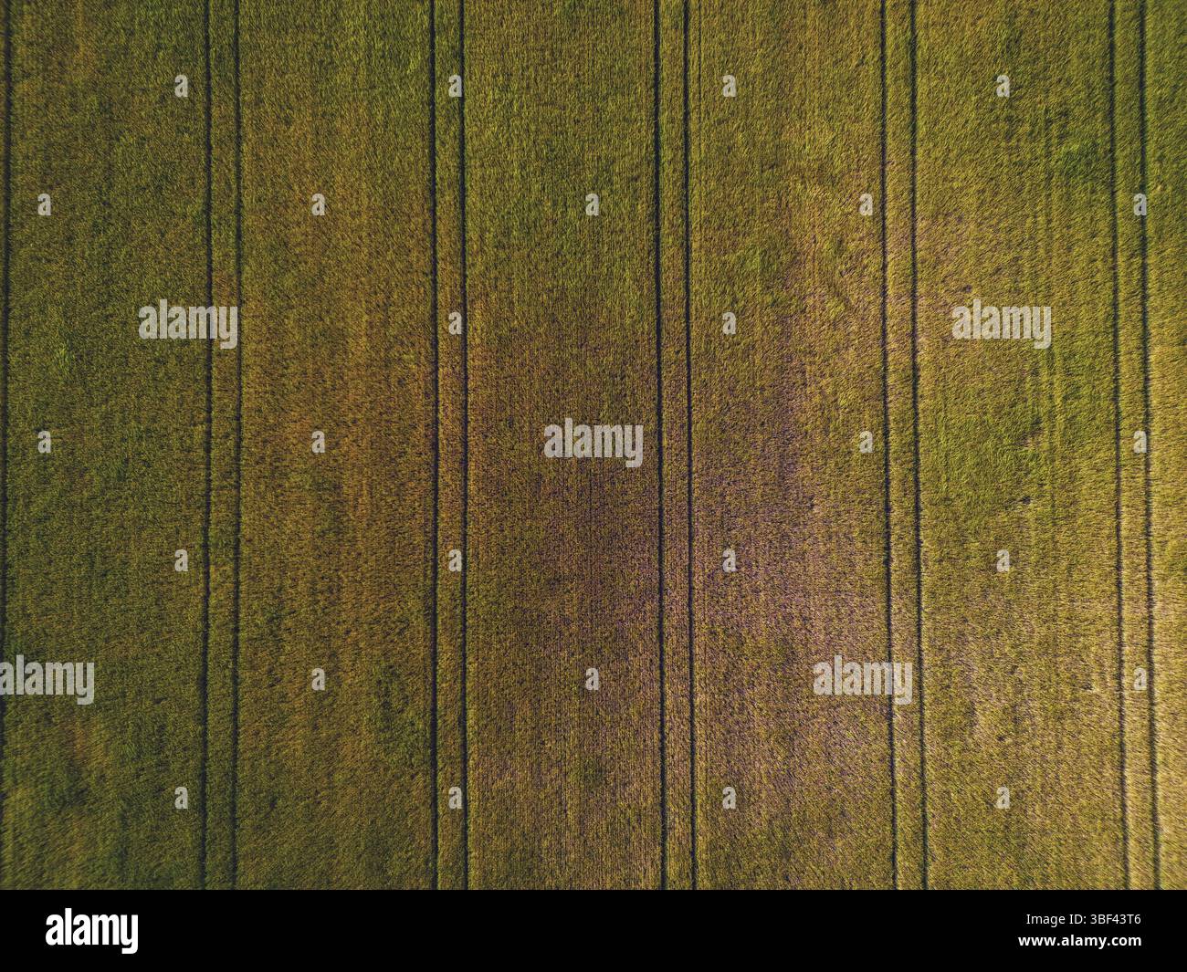 Regular tracks in a grain field, photographed in daylight, aerial view ...