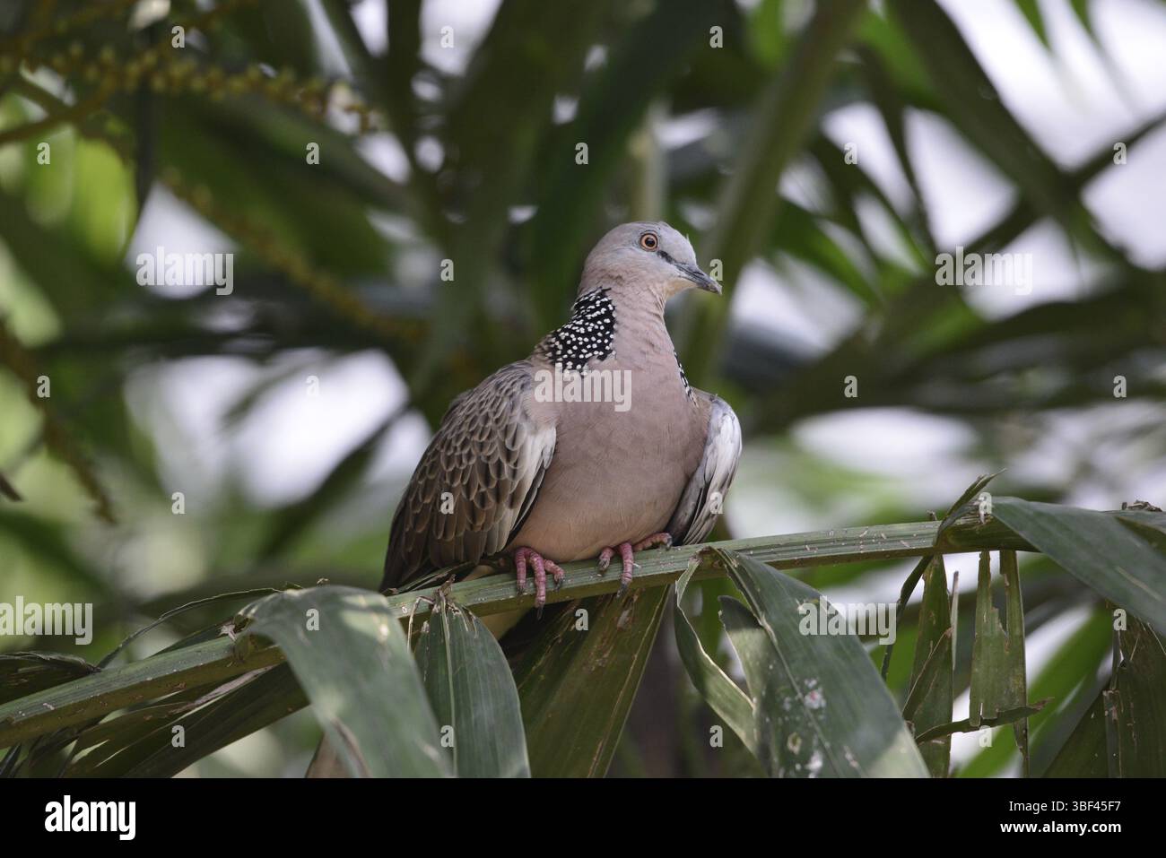 Pearl-necked Pigeon (Streptopelia chinensis Stock Photo - Alamy