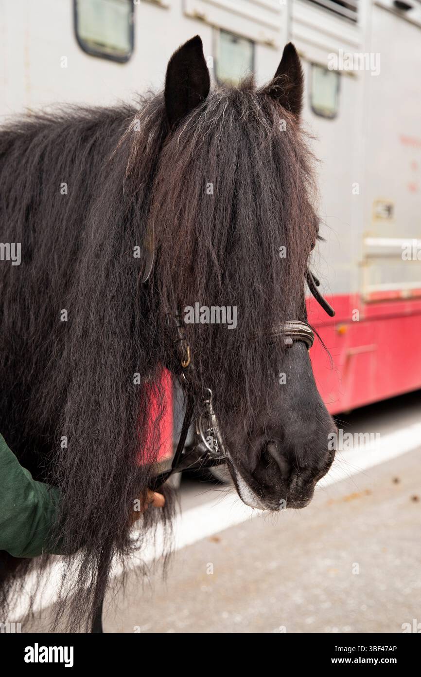 Portrait of a dark horse with long forelock Stock Photo - Alamy