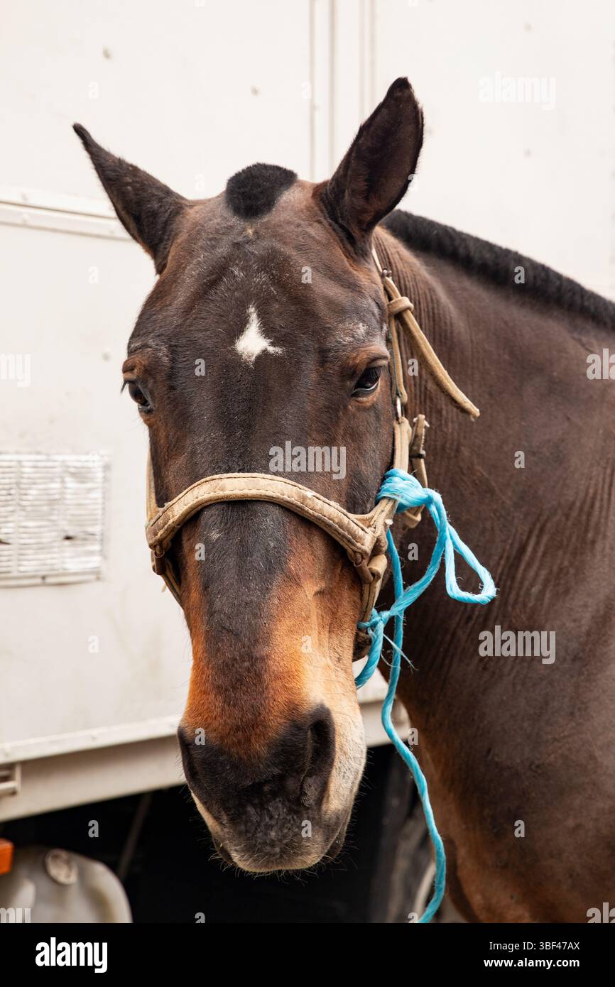 Portrait of a horse with short mane and star on forehead Stock Photo ...