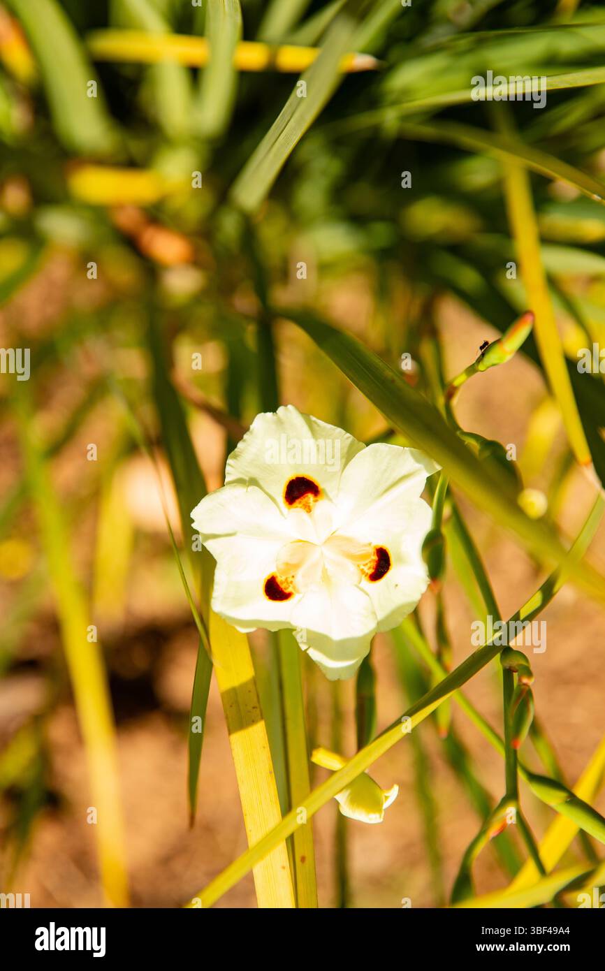 African iris background, Dietes flower pattern Stock Photo - Alamy