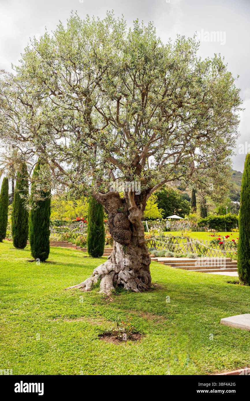 Beautiful olive tree in the garden Stock Photo - Alamy