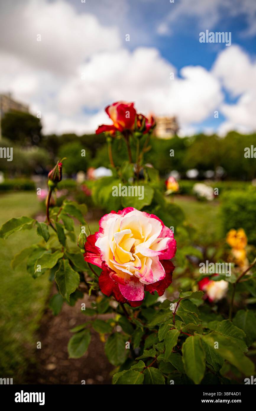 Beautiful roses hi-res stock photography and images - Alamy