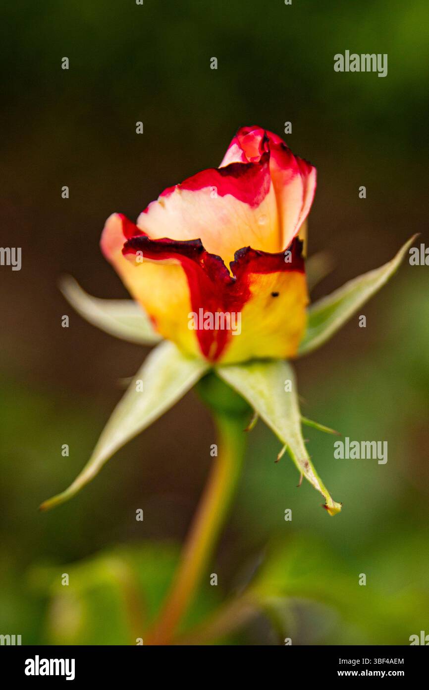 Yellow red closed rose macro, background image with place for ...