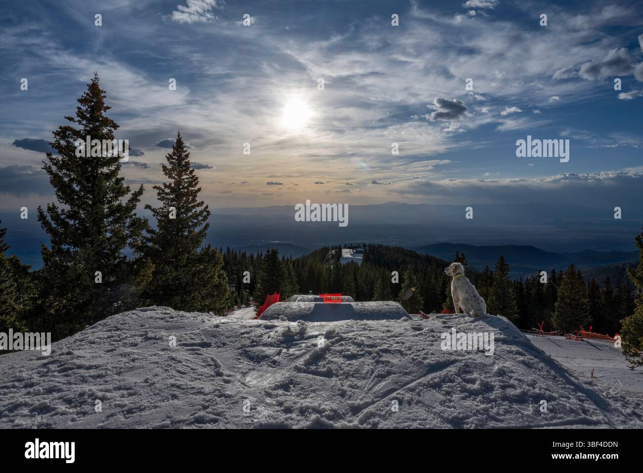 March 26, 2025. Milo, an English setter near the top of Ski Santa Fe, a ...