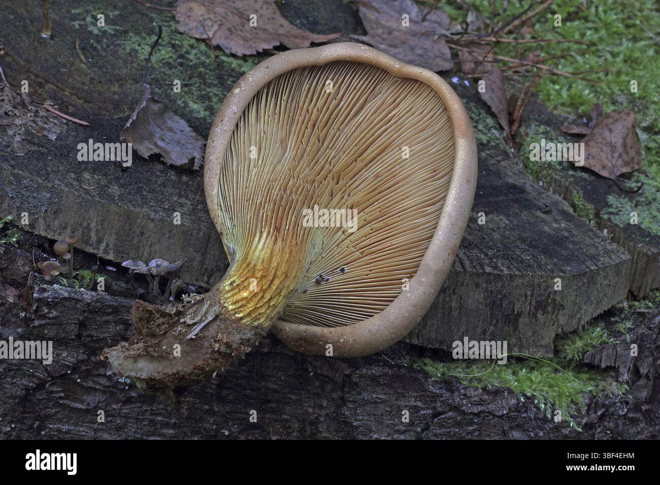Berinded russet (Pleurotus dryinus Stock Photo - Alamy
