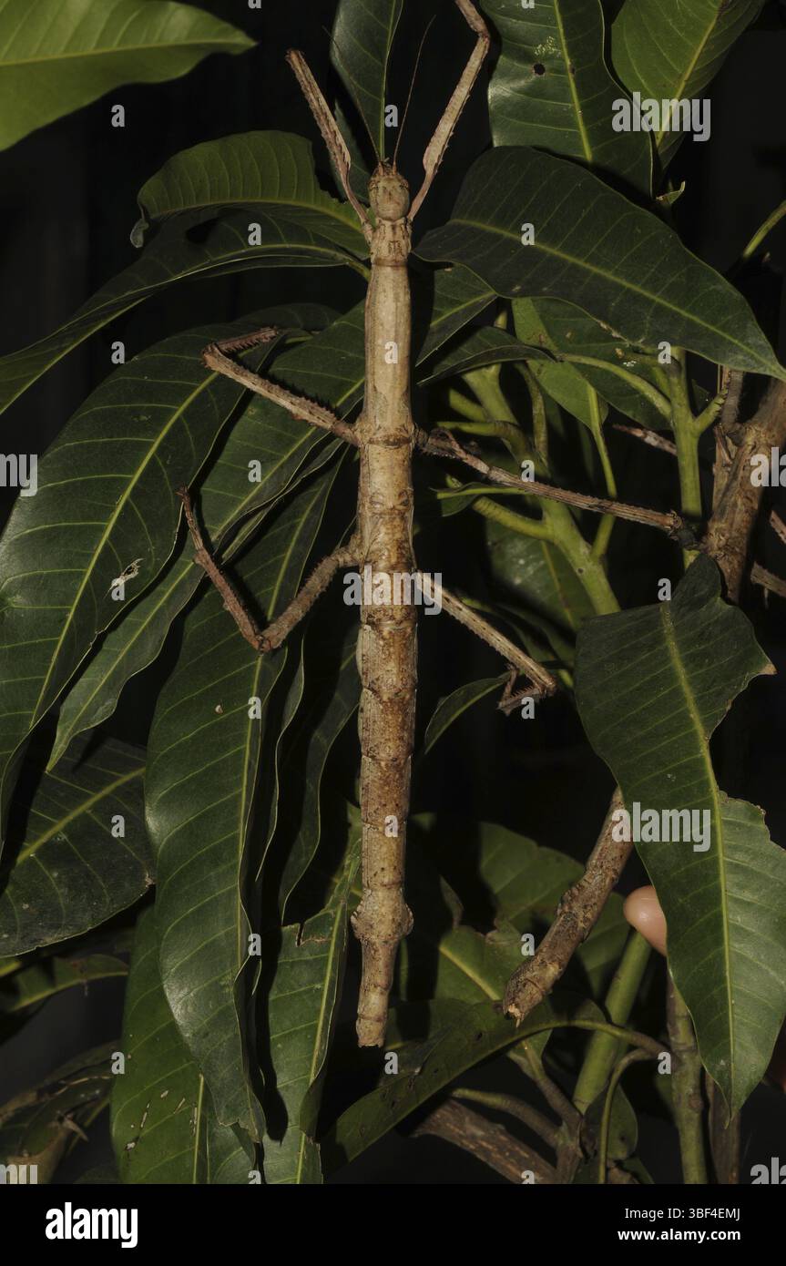 Giant stick insect phobaeticus magnus hi-res stock photography and ...