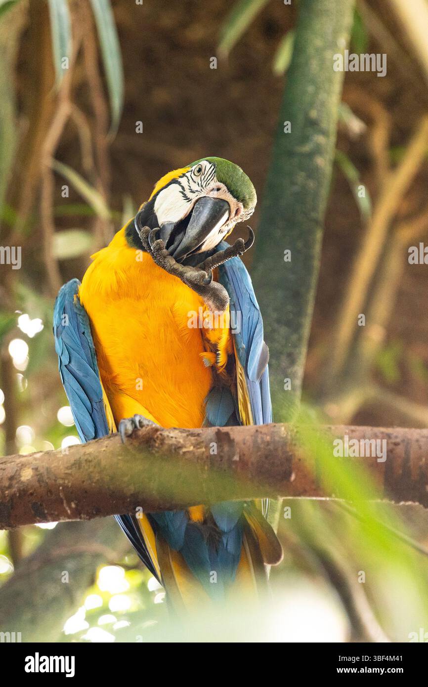 Blue and Yellow Ara Parrot in Close-Up Stock Photo - Alamy