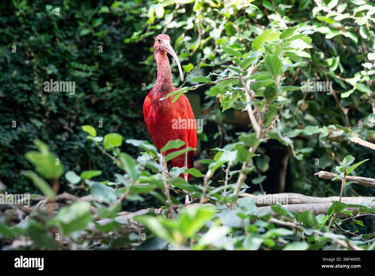 Vibrant bird photography hi-res stock photography and images - Alamy