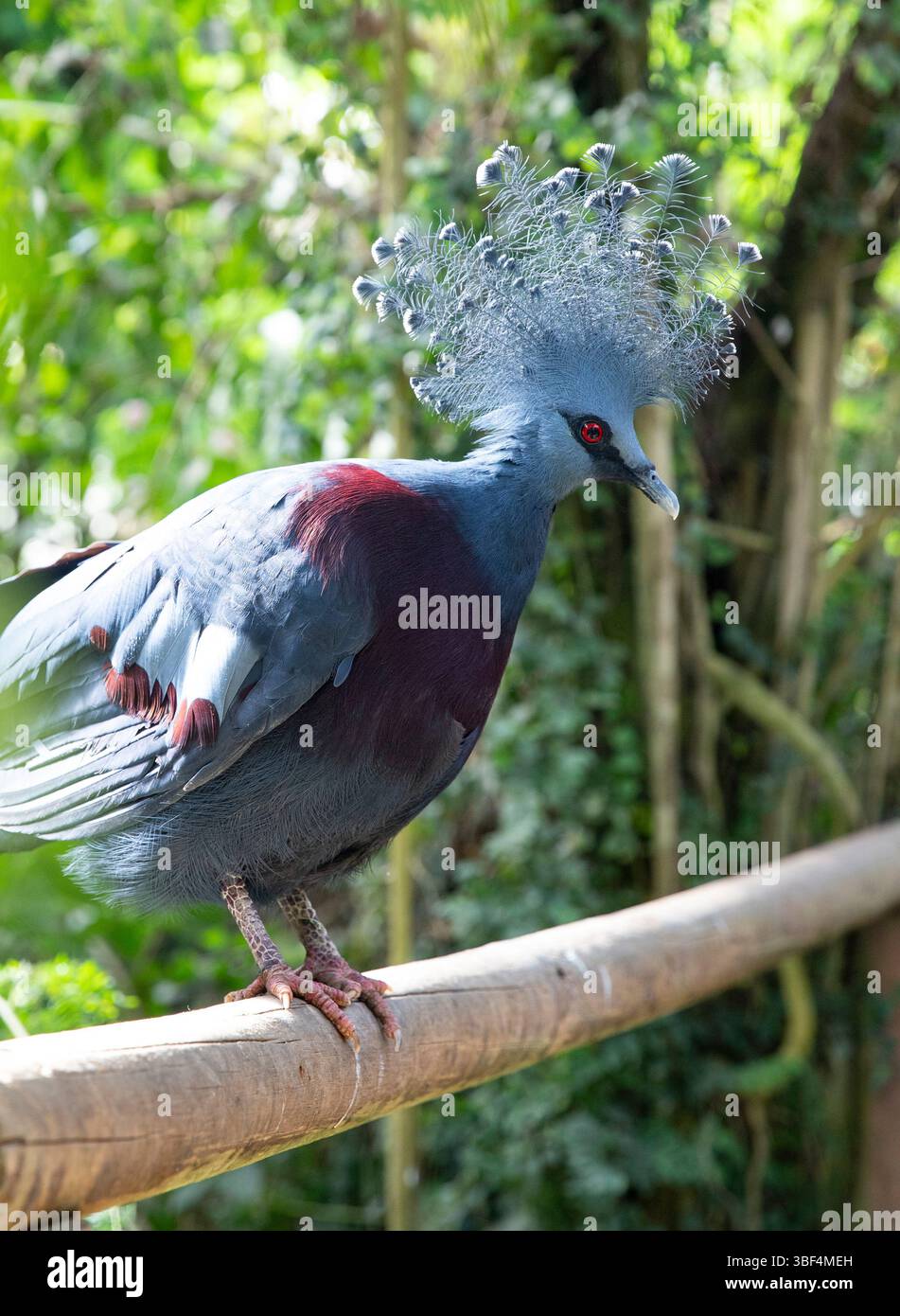 Exotic Blue Victoria Crowned Pigeon with Crown Feathers Stock Photo - Alamy