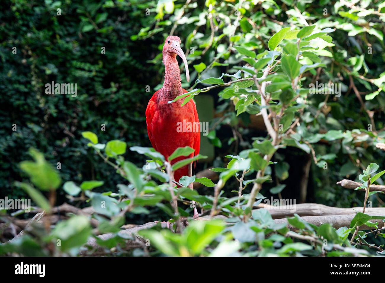 Scarlet ibis nature close up hi-res stock photography and images - Alamy