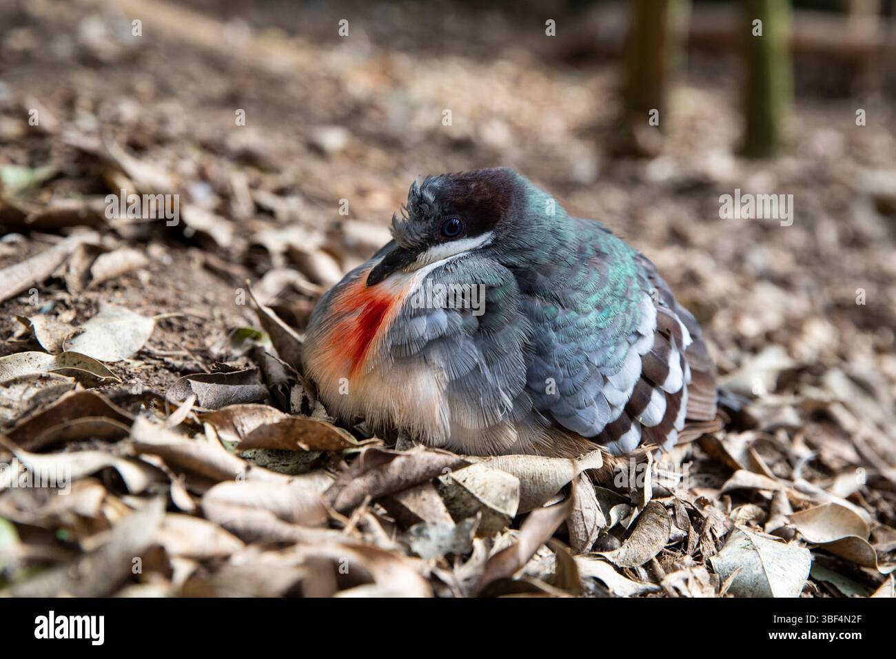 bloody heart of the bird Sangrant de Luzon or Gallicolumba luzonica ...