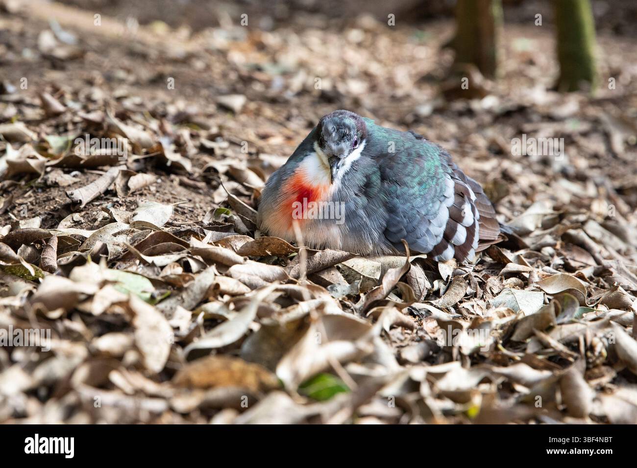 on the ground among the leaves of Sangrant de Luzon or Gallicolumba ...