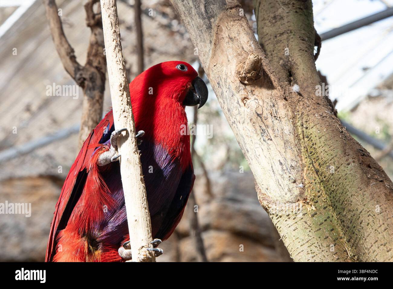 Bright parrots on branch hi-res stock photography and images - Alamy