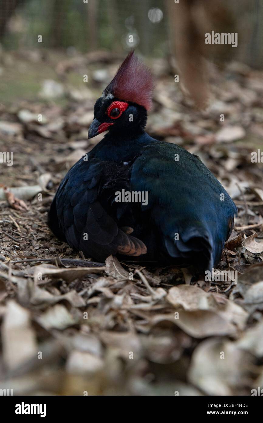 red-crested rollulus rulul, crowned partridge lies in the leaves on the ...