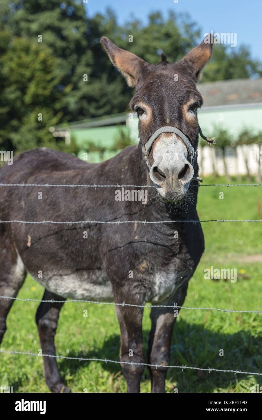 Funny donkey looking camera hi-res stock photography and images - Alamy