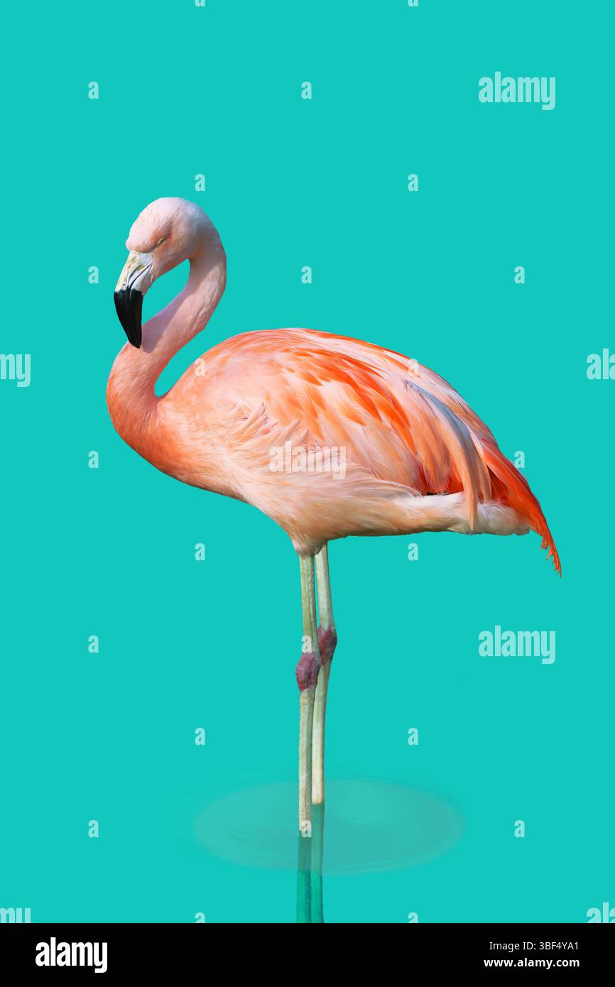 Sleepy flamingo in a turquoise lake - 2272 Stock Photo - Alamy
