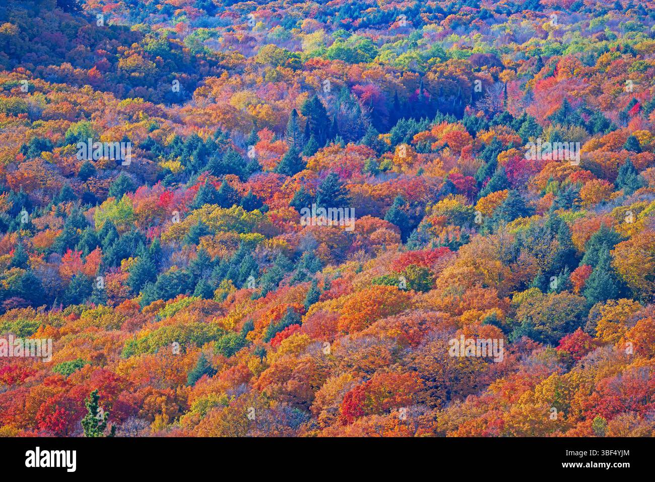 Vivid Autumn Colors in the Porcupine Mountains in Michigan Stock Photo ...