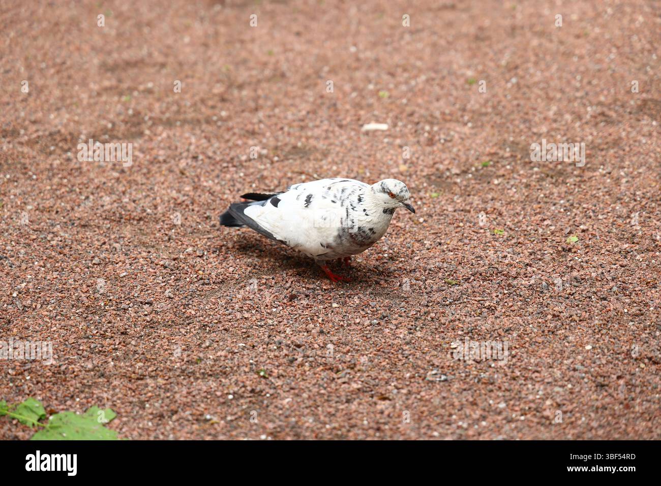 A Unique Pigeon Featuring Distinctive Feather Patterns Found in a ...