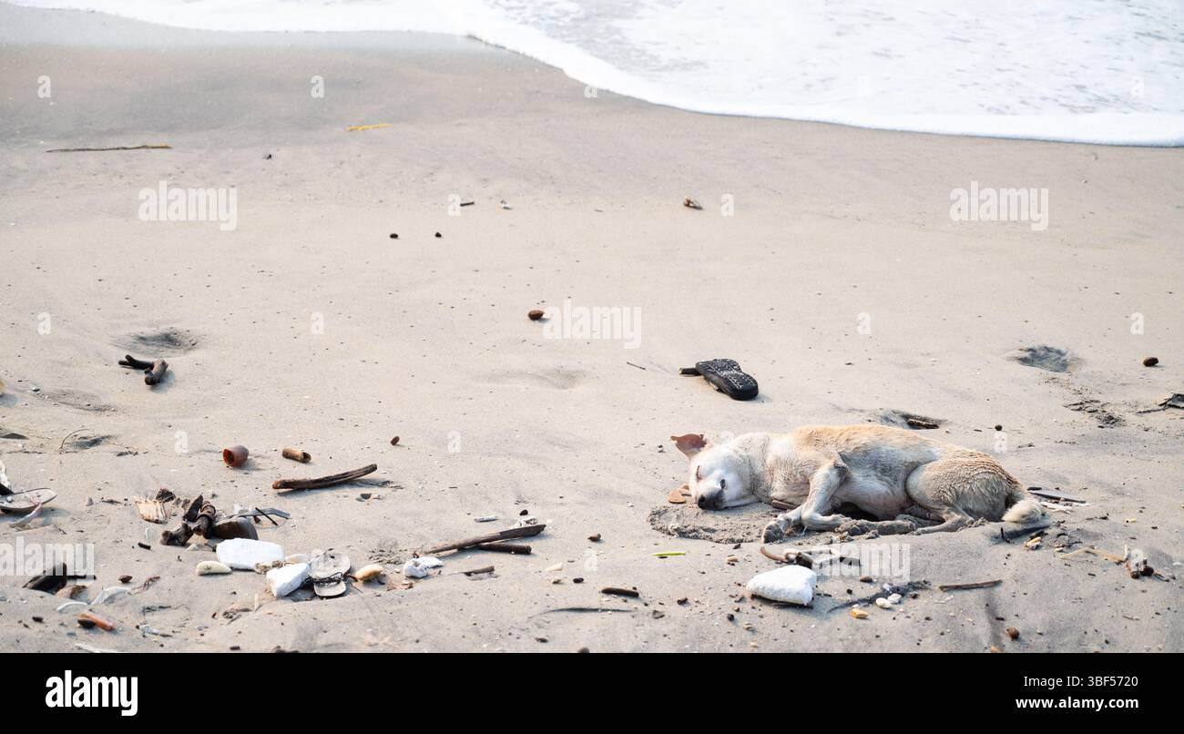 Homeless Street Dogs On The Beach Of Kochi, India, Abandoned And ...