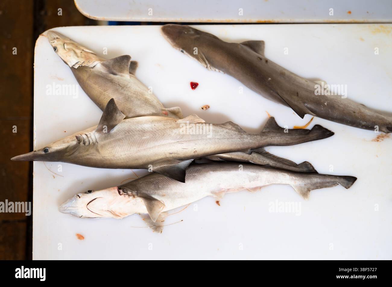 Pacific Spadenose Shark, Scoliodon Macrorhynchos, Fish Market Stall In ...