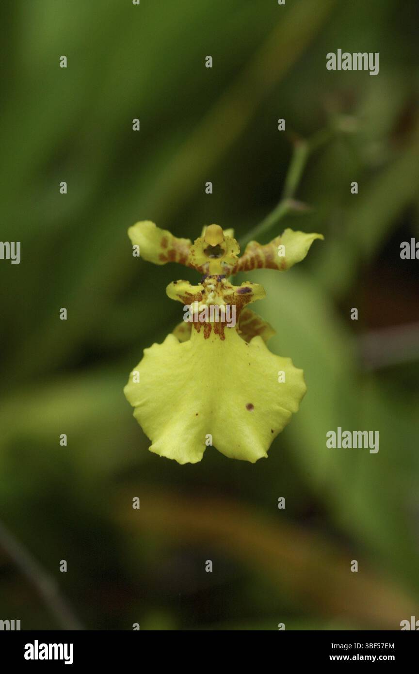 Oncidium hi-res stock photography and images - Alamy