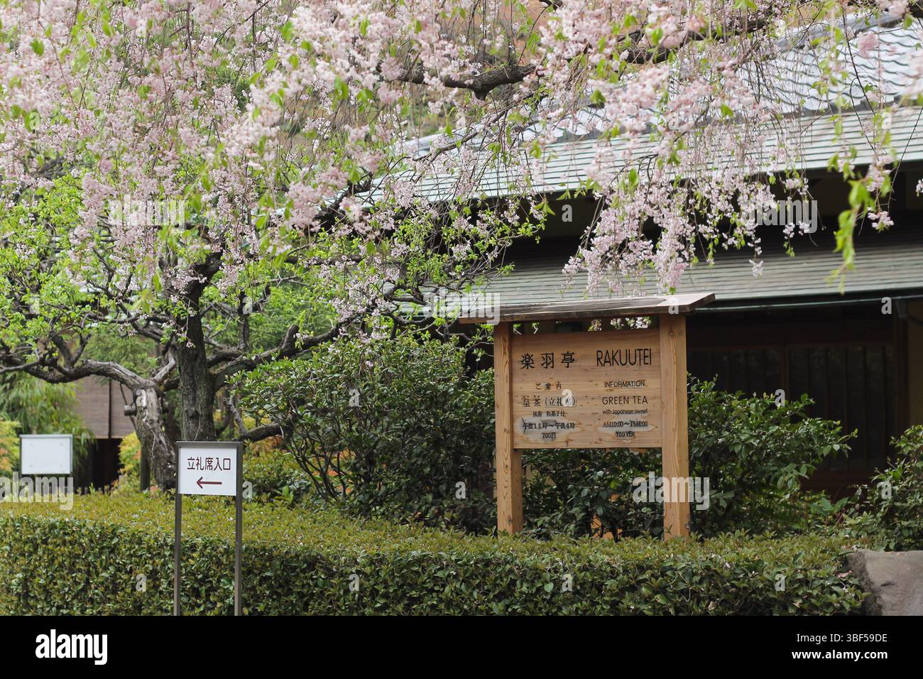 Spring serenity in Tokyo, Japan: cherry blossoms bloom around a ...