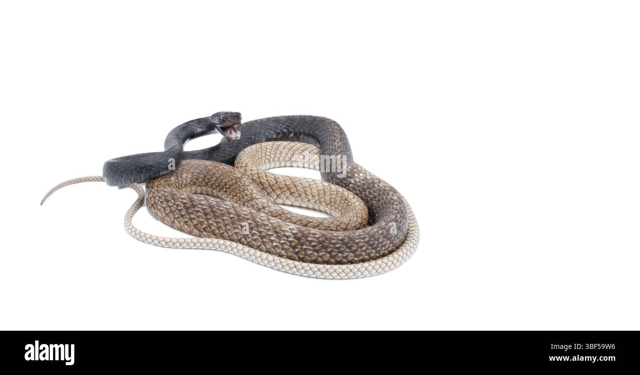 Eastern Coachwhip snake - Masticophis flagellum is a species of ...