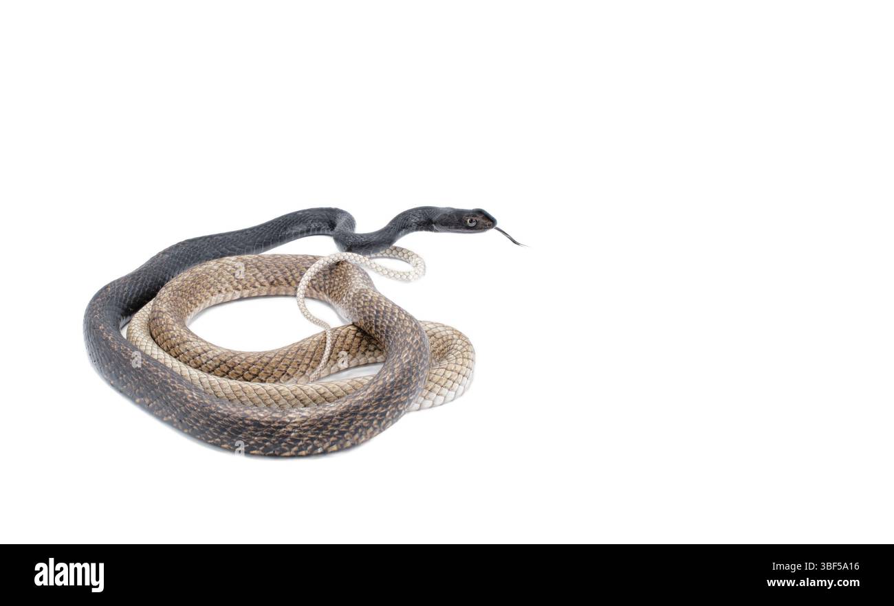Eastern Coachwhip snake - Masticophis flagellum is a species of ...