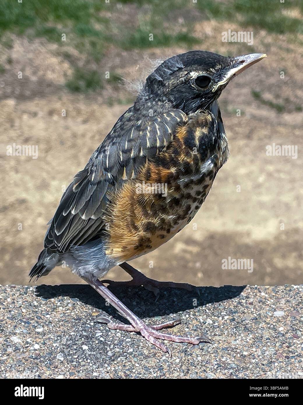 American Robin fledgling. Cuesta Park, Santa Clara County, California ...